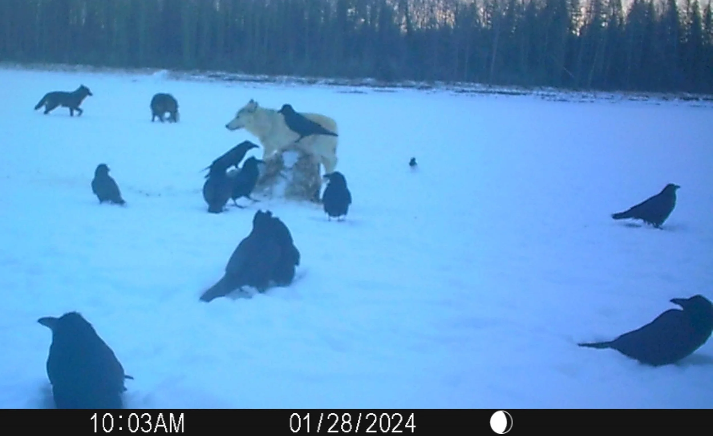 Alberta Wolf Hunting Outfitters - Wolf Hunting Guides Alberta, Canada