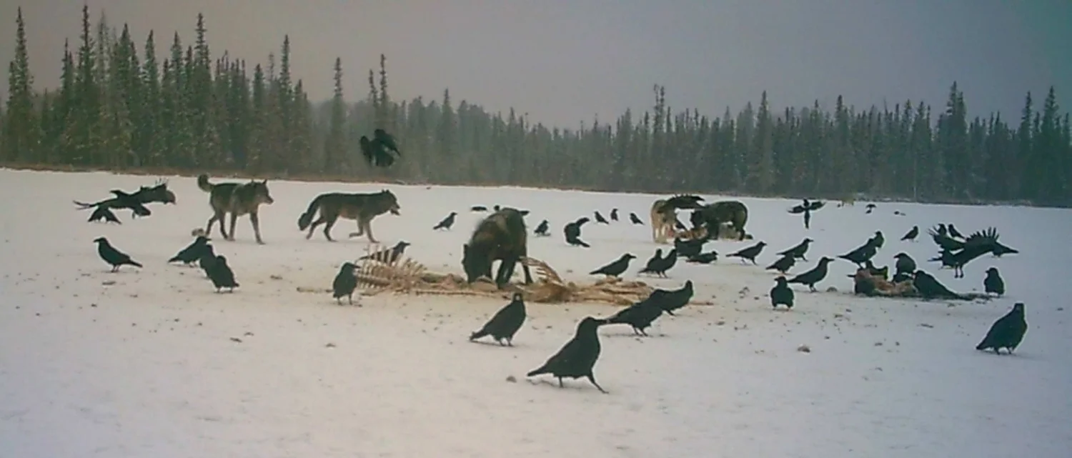 Alberta Wolf Hunting Outfitters - Wolf Hunting Guides Alberta, Canada