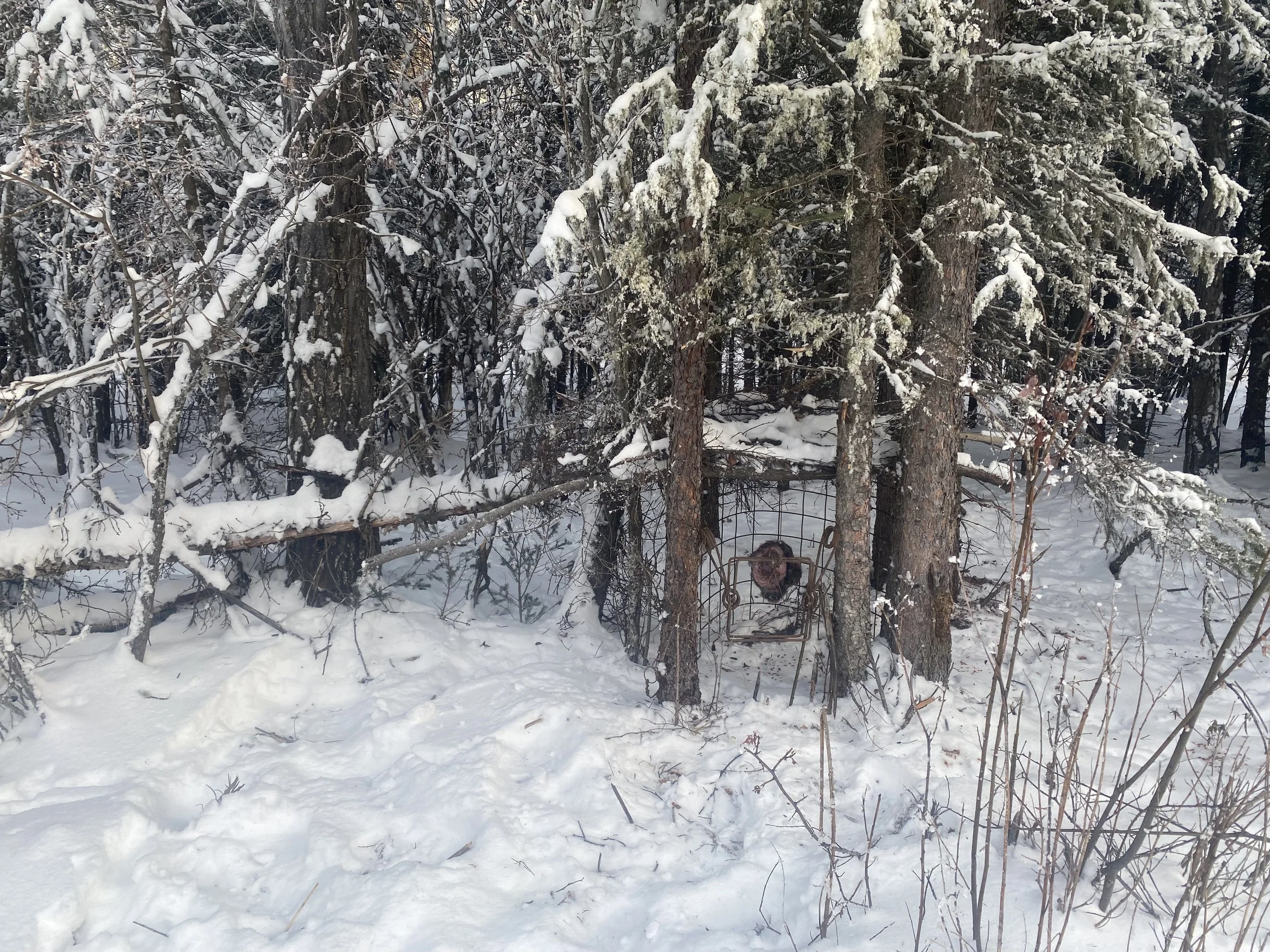 Alberta Trapline Adventures - Trapping Trips Northern Alberta