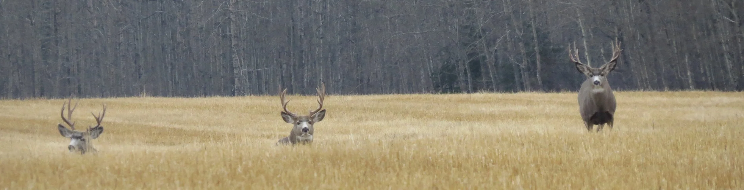 Alberta Mule Deer Hunting Outfitters - Mule Deer Hunting Guides Alberta ...