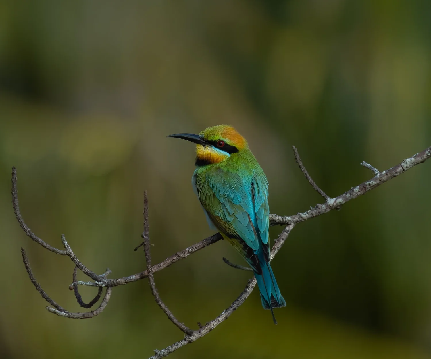 Tours — Life Gone Wild