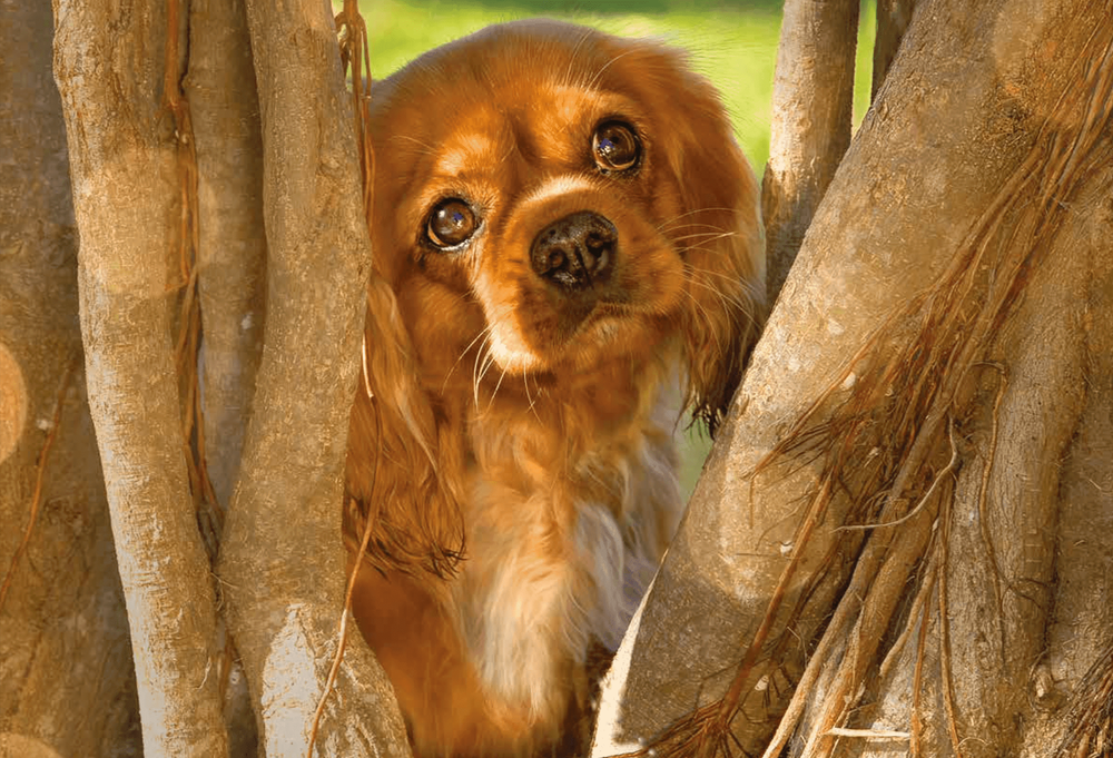 Cavalier King Charles Spaniel Rescue QLD