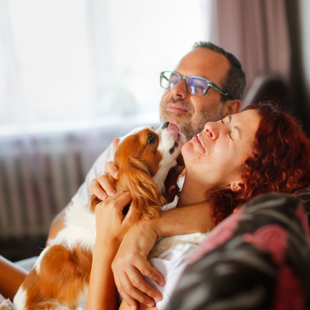 Cavalier King Charles: Not Just a Lapdog — Cavalier King Charles ...