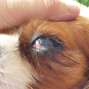 Caring For Your Cavalier — Cavalier King Charles Spaniel Rescue QLD