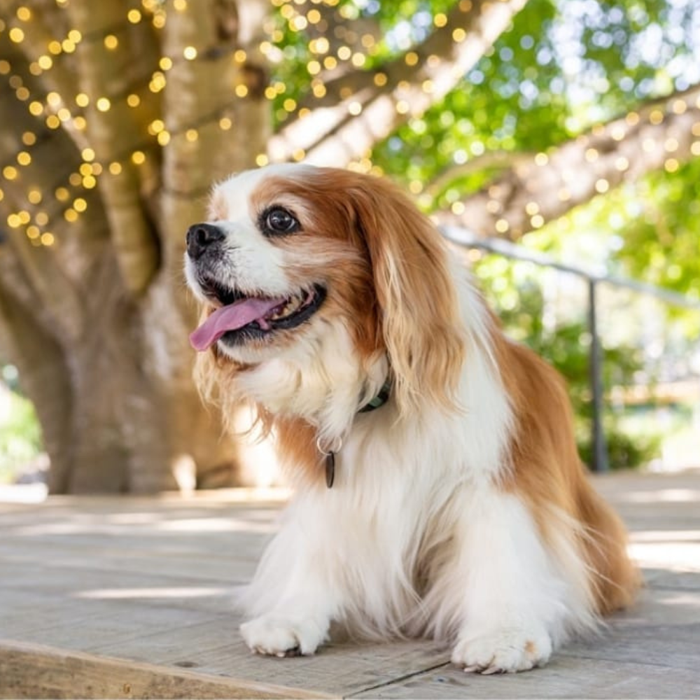 Foster Care — Cavalier King Charles Spaniel Rescue QLD