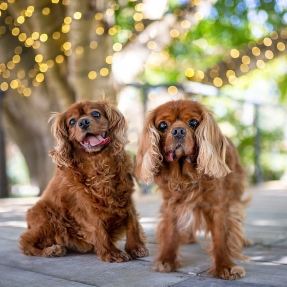 Foster Care — Cavalier King Charles Spaniel Rescue QLD