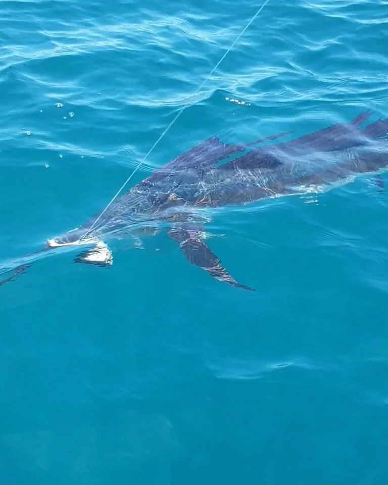 FAQs 2 — Magnetic Island Fishing Charters