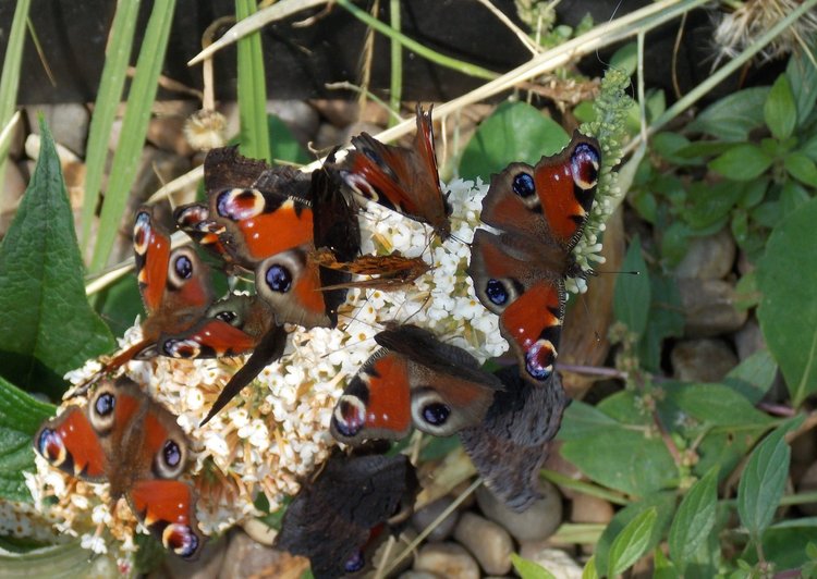 Live Butterfly Services | Engage with Beautiful Butterflies Today