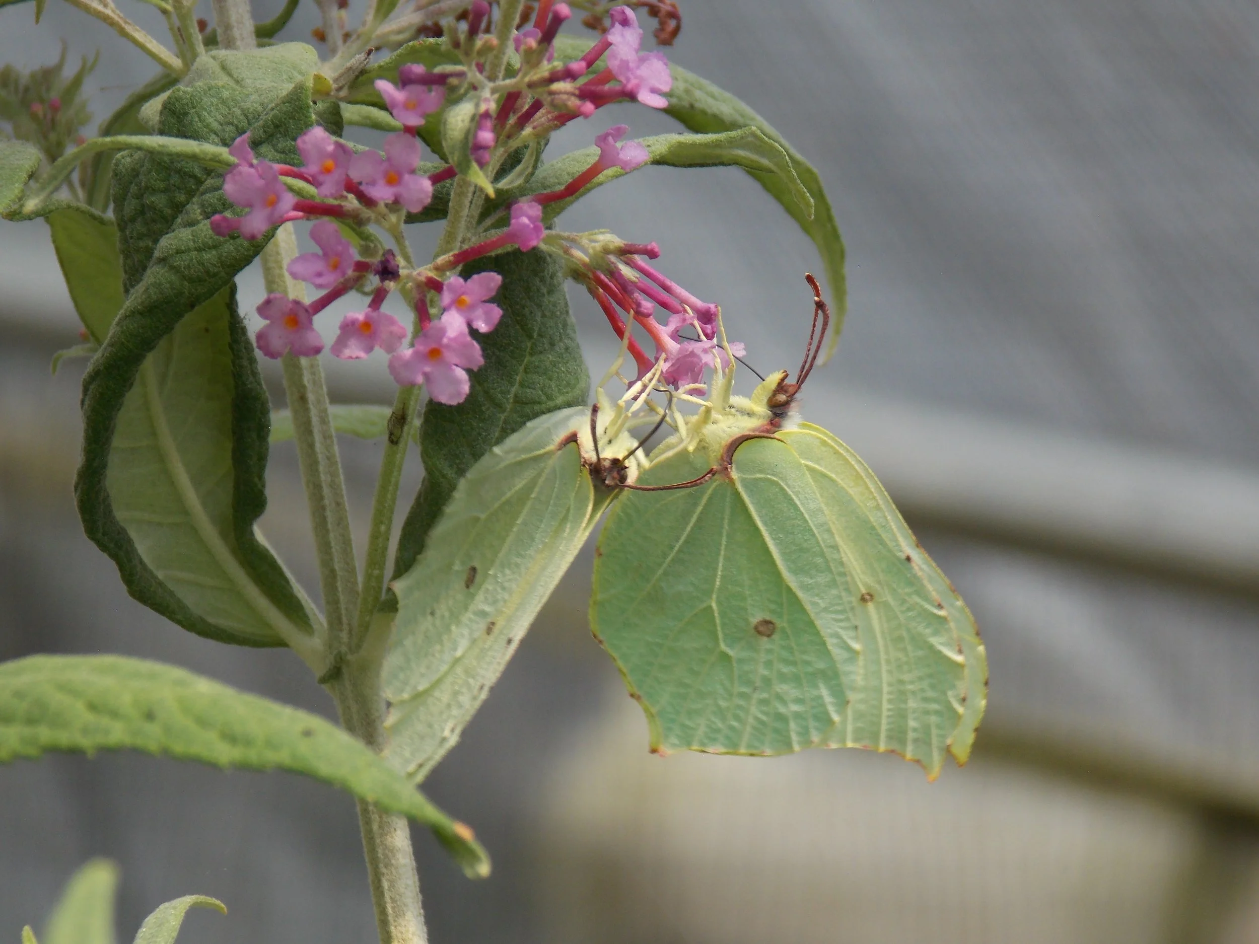 Live Butterfly Services
