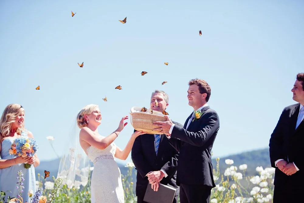 Live butterfly release — Live Butterfly Services
