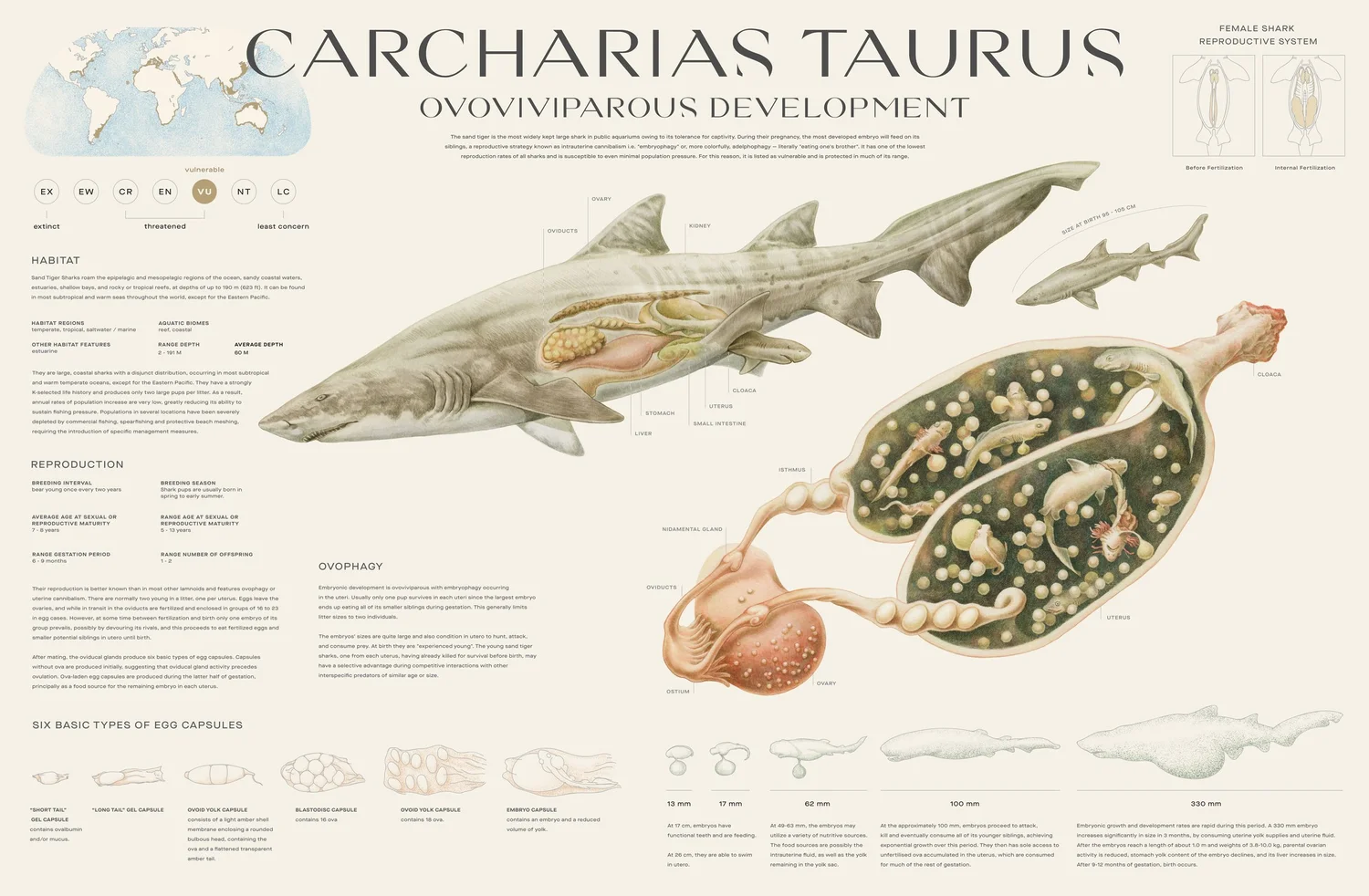 Sand Tiger Shark Ovophagy {illustration, infographic, scientific ...