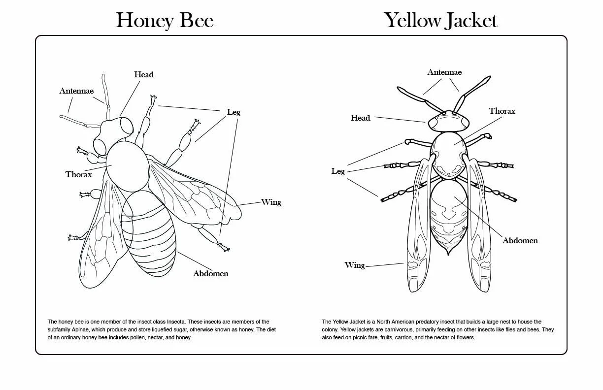 Parts Of An Insect Coloring Page