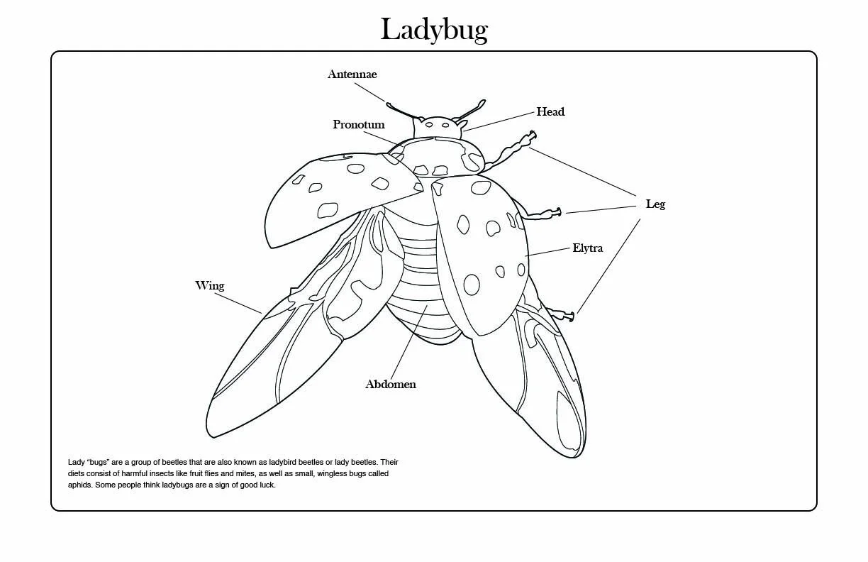 Ladybug Anatomy Diagram