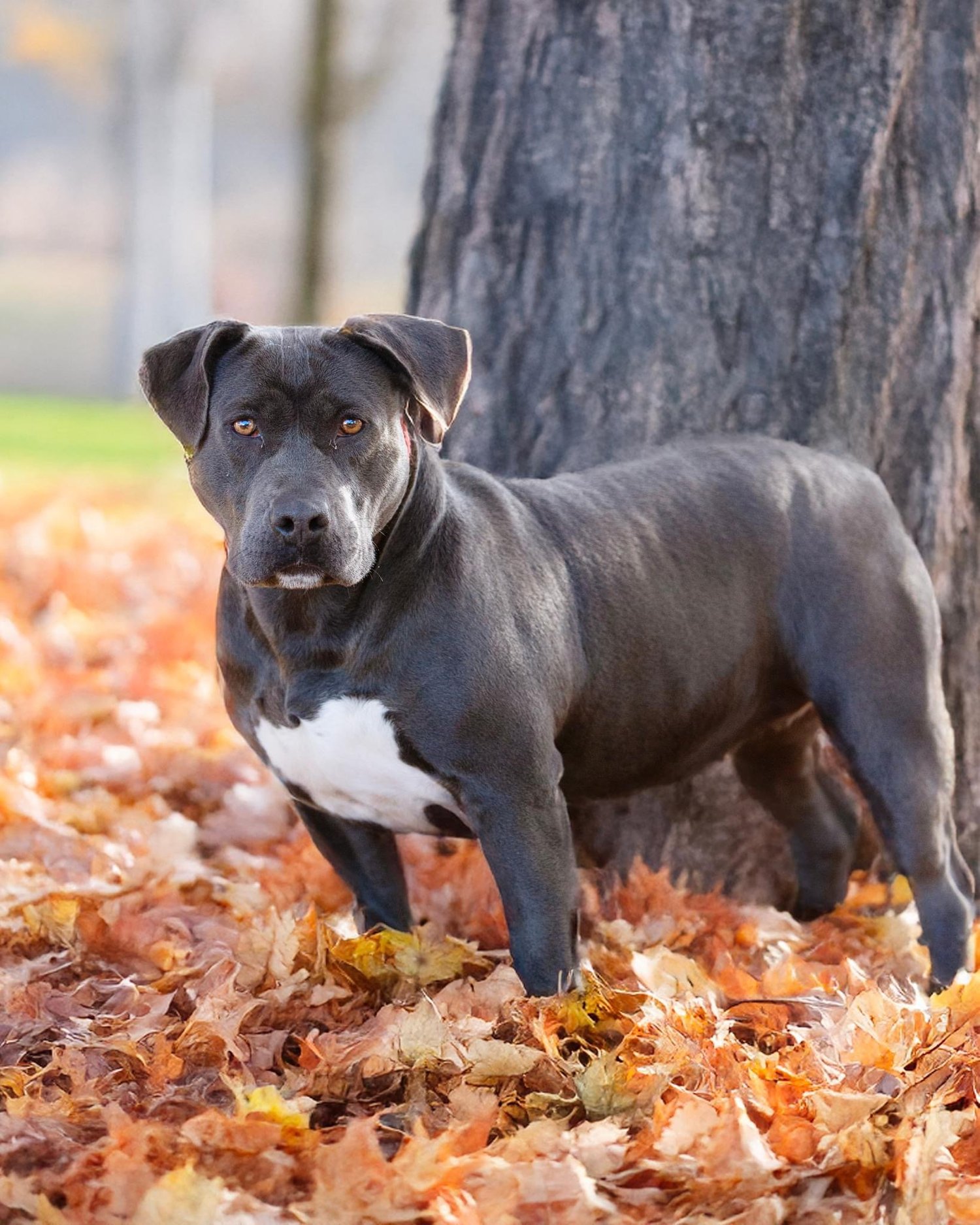 Friends of Tri-Cities Animal Shelter