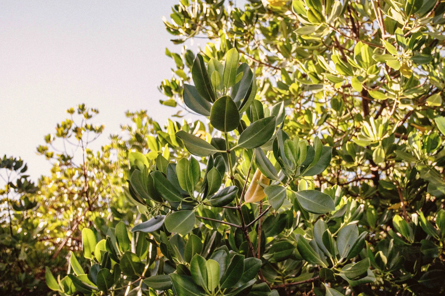Ocean Stewardship — Vuda Marina Fiji