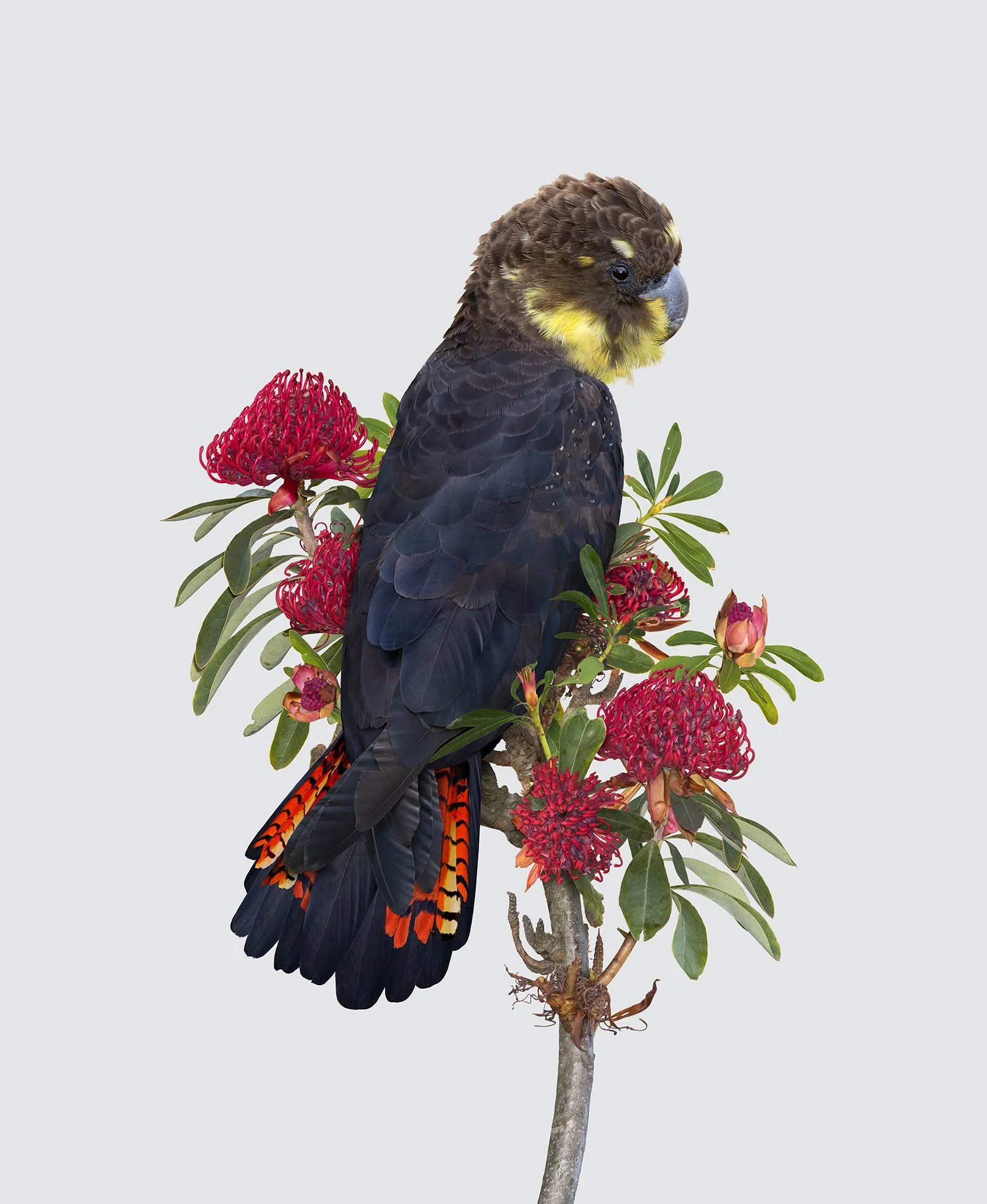 About the Australian Artist | Greg Oakley