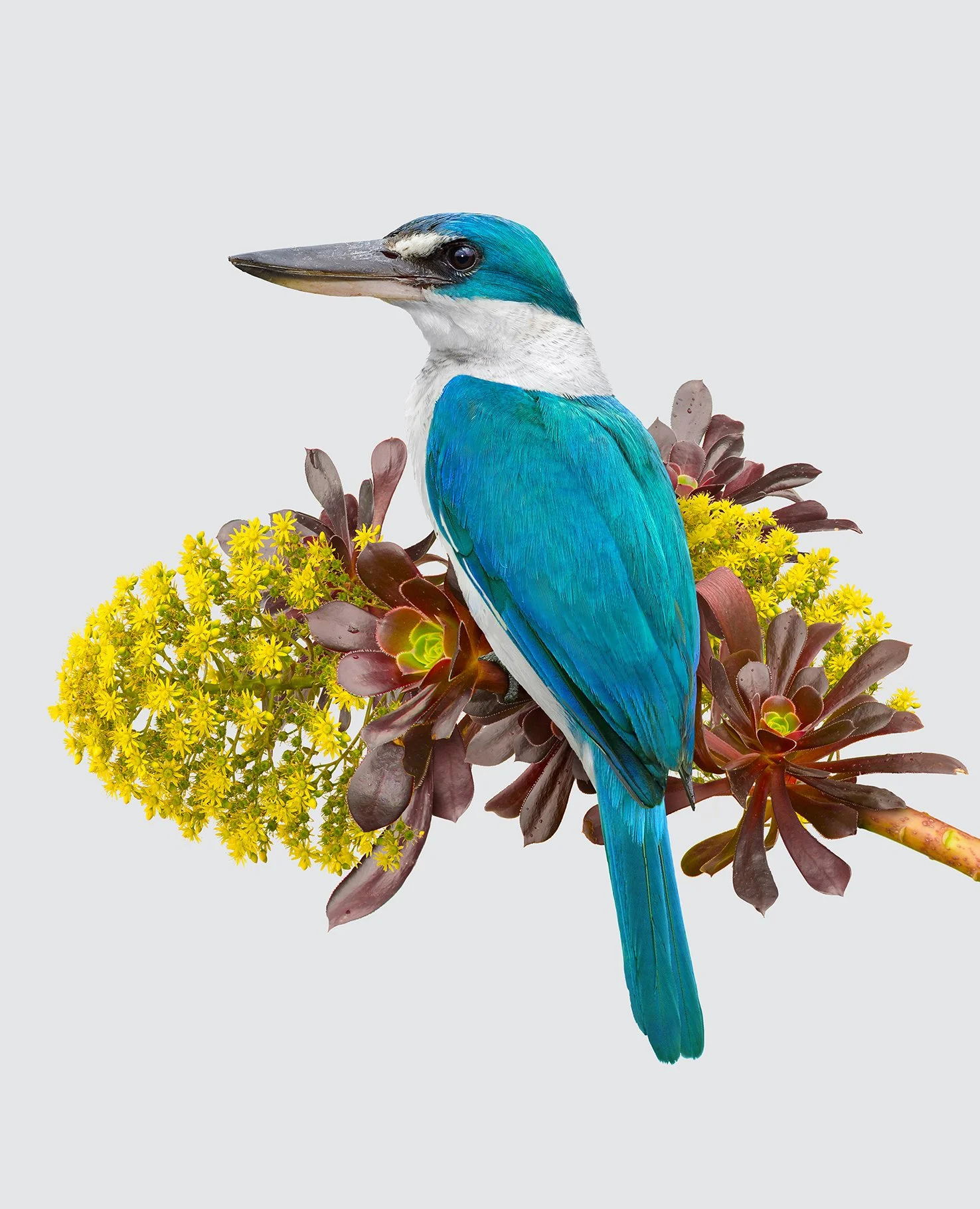 Homage to the Bird | Greg Oakley