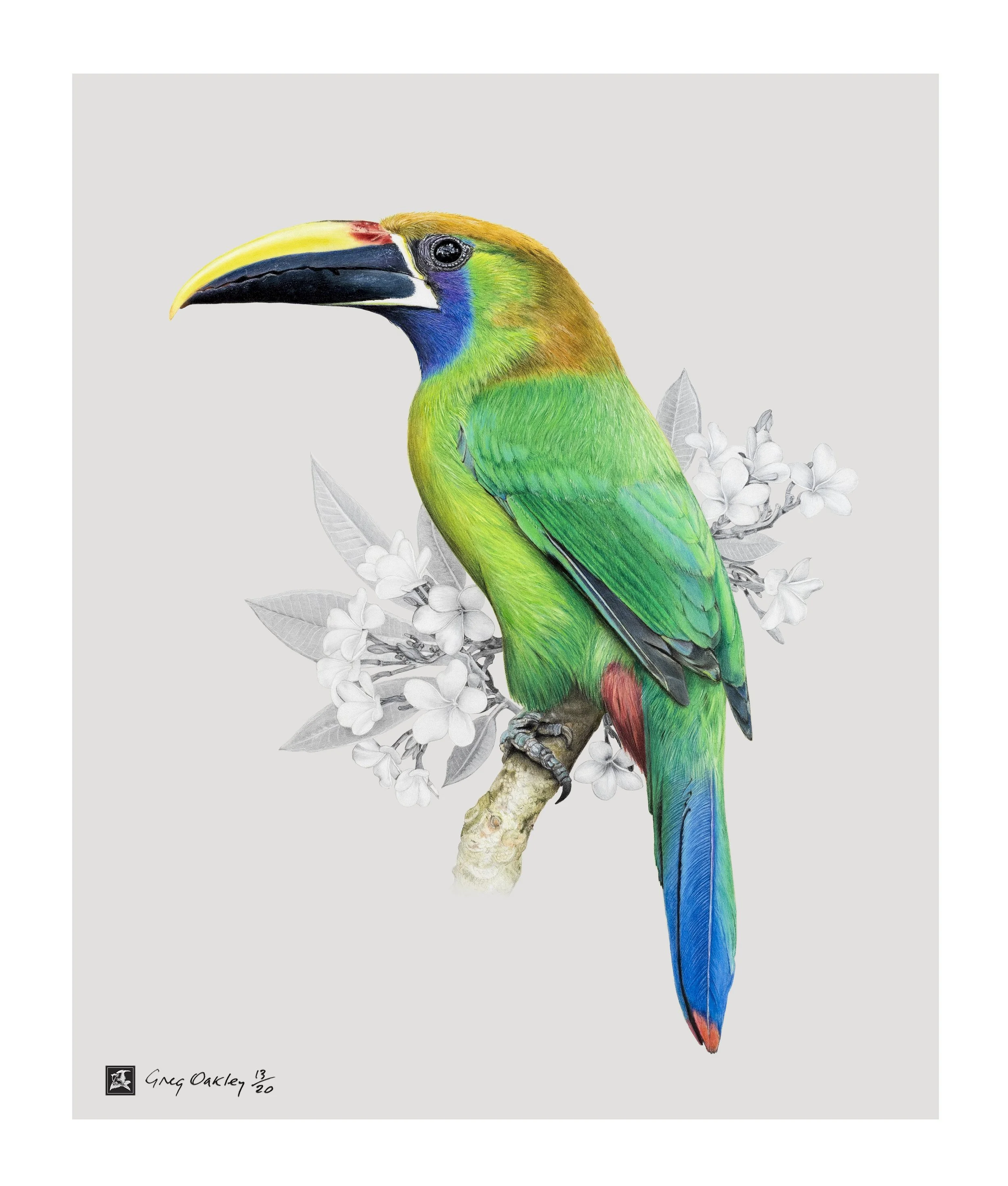 Buy Exotic Avian Illustrations & Fine Art Photography | Greg Oakley