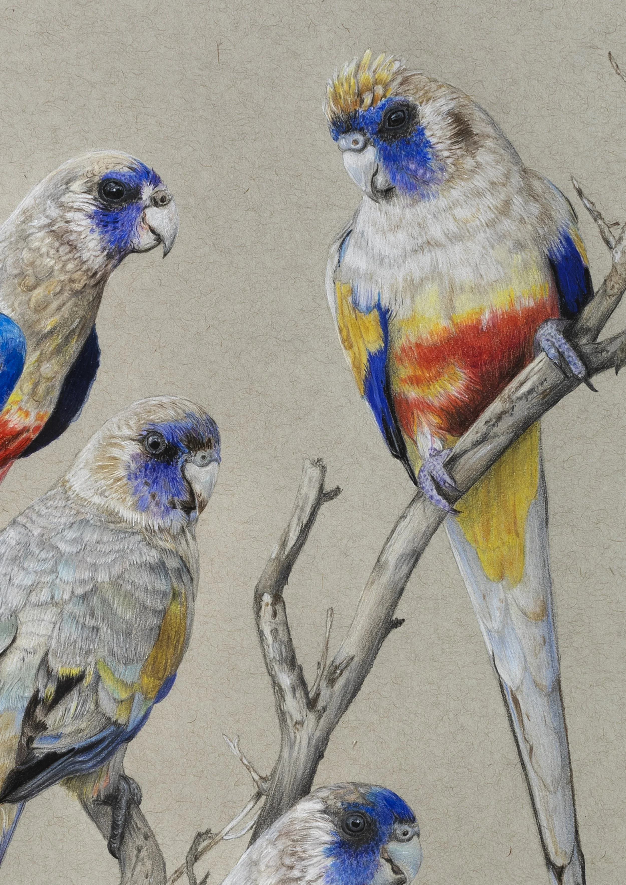 Buy Exotic Avian Illustrations & Fine Art Photography | Greg Oakley