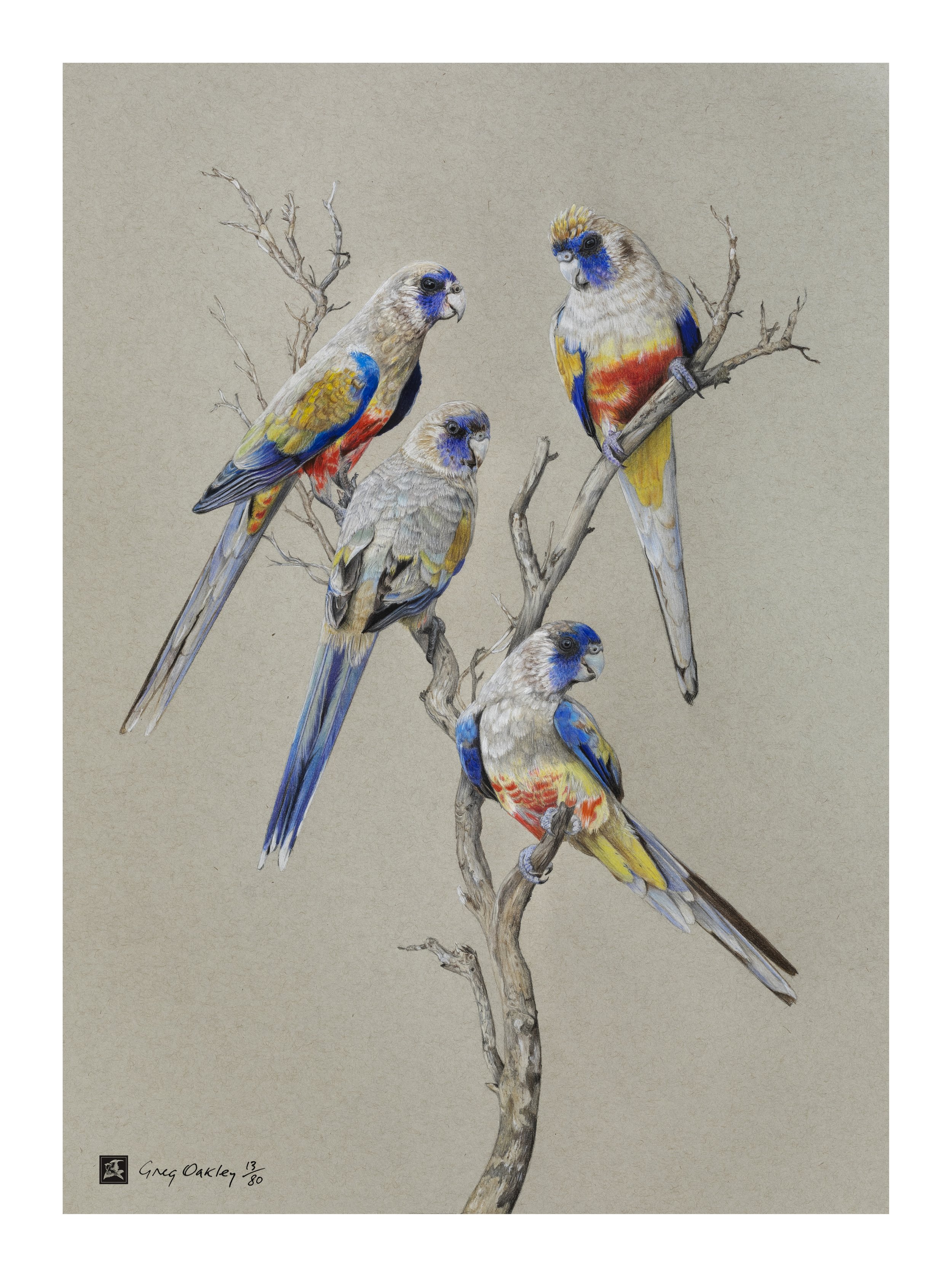 Buy Exotic Avian Illustrations & Fine Art Photography | Greg Oakley