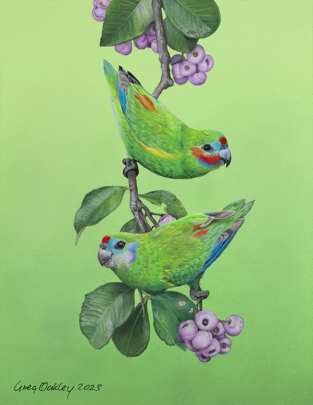 Bird Fine Art Paintings & Fine Art Photography | Australian Artist Greg ...