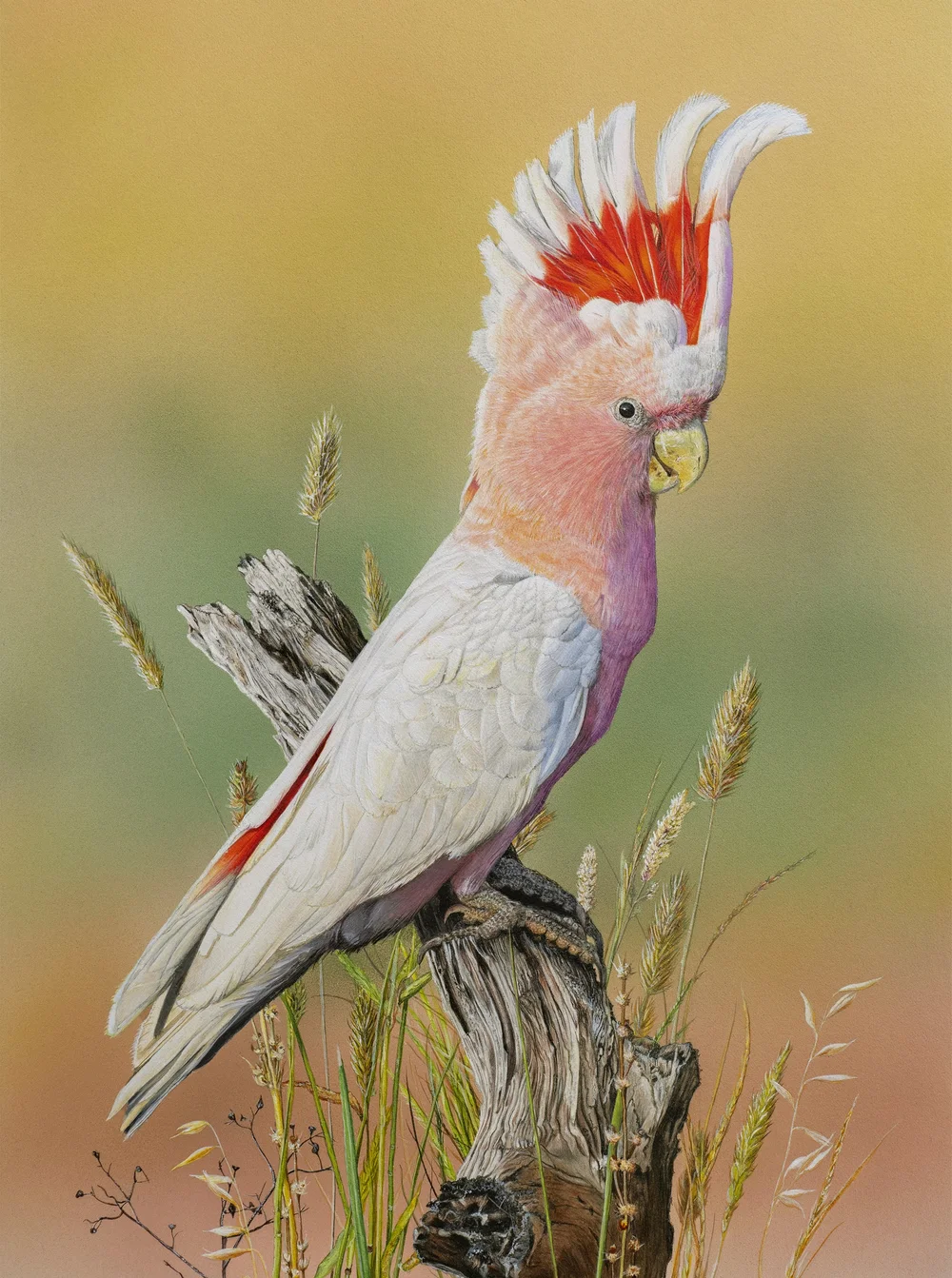 Bird Fine Art Paintings & Fine Art Photography | Australian Artist Greg ...