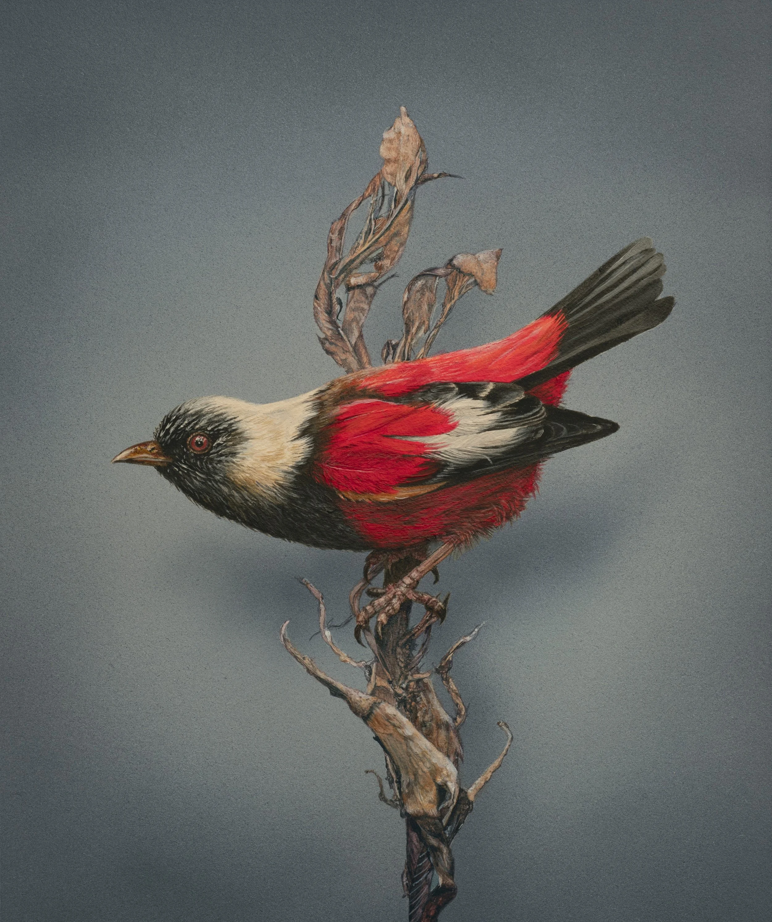 Bird Fine Art Paintings & Fine Art Photography | Australian Artist Greg ...