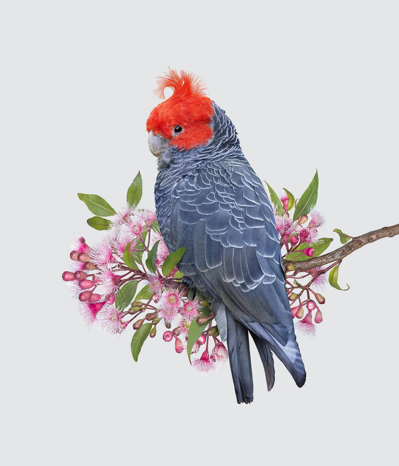 About the Australian Artist | Greg Oakley