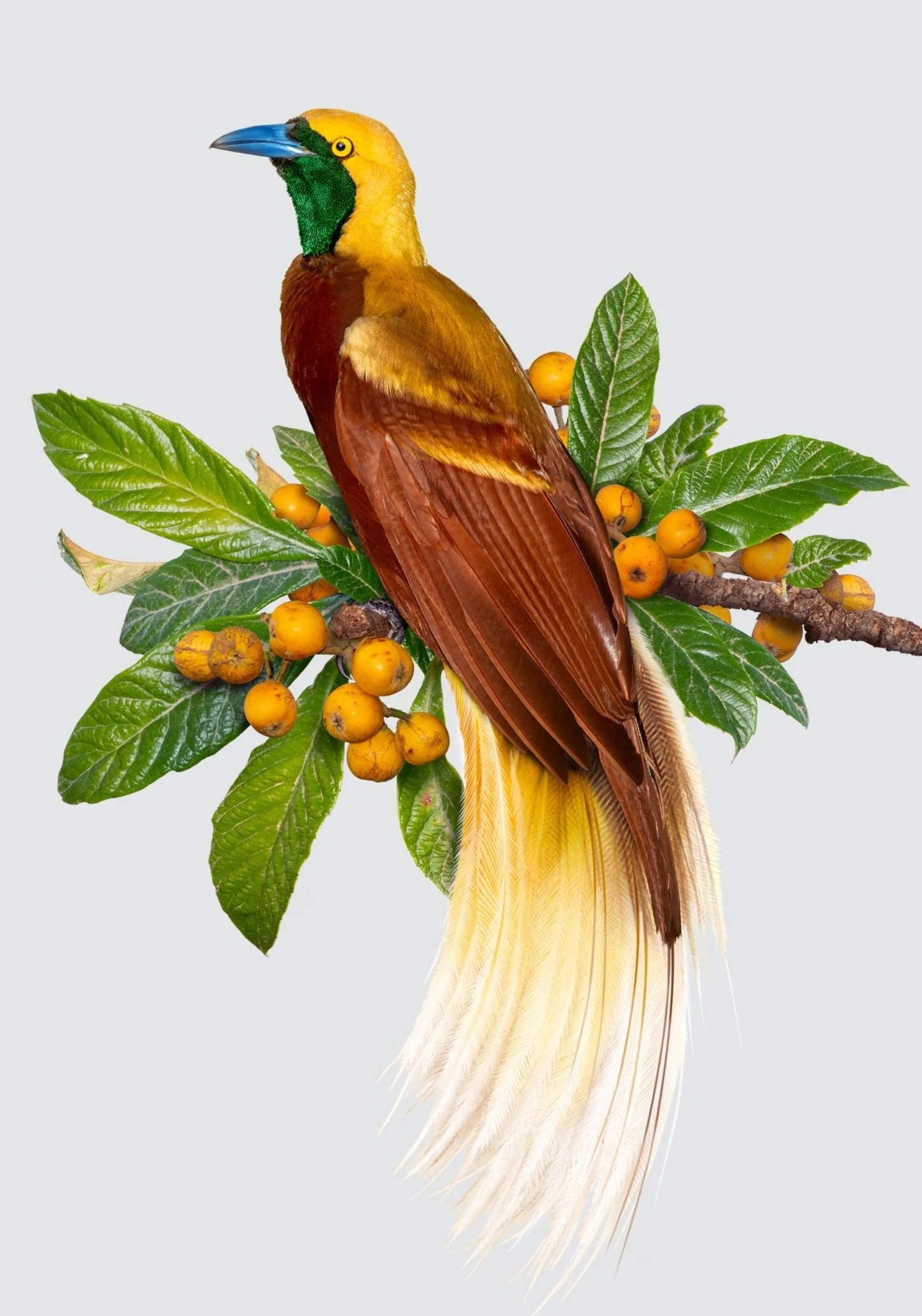 Bird Fine Art Paintings & Fine Art Photography | Australian Artist Greg ...