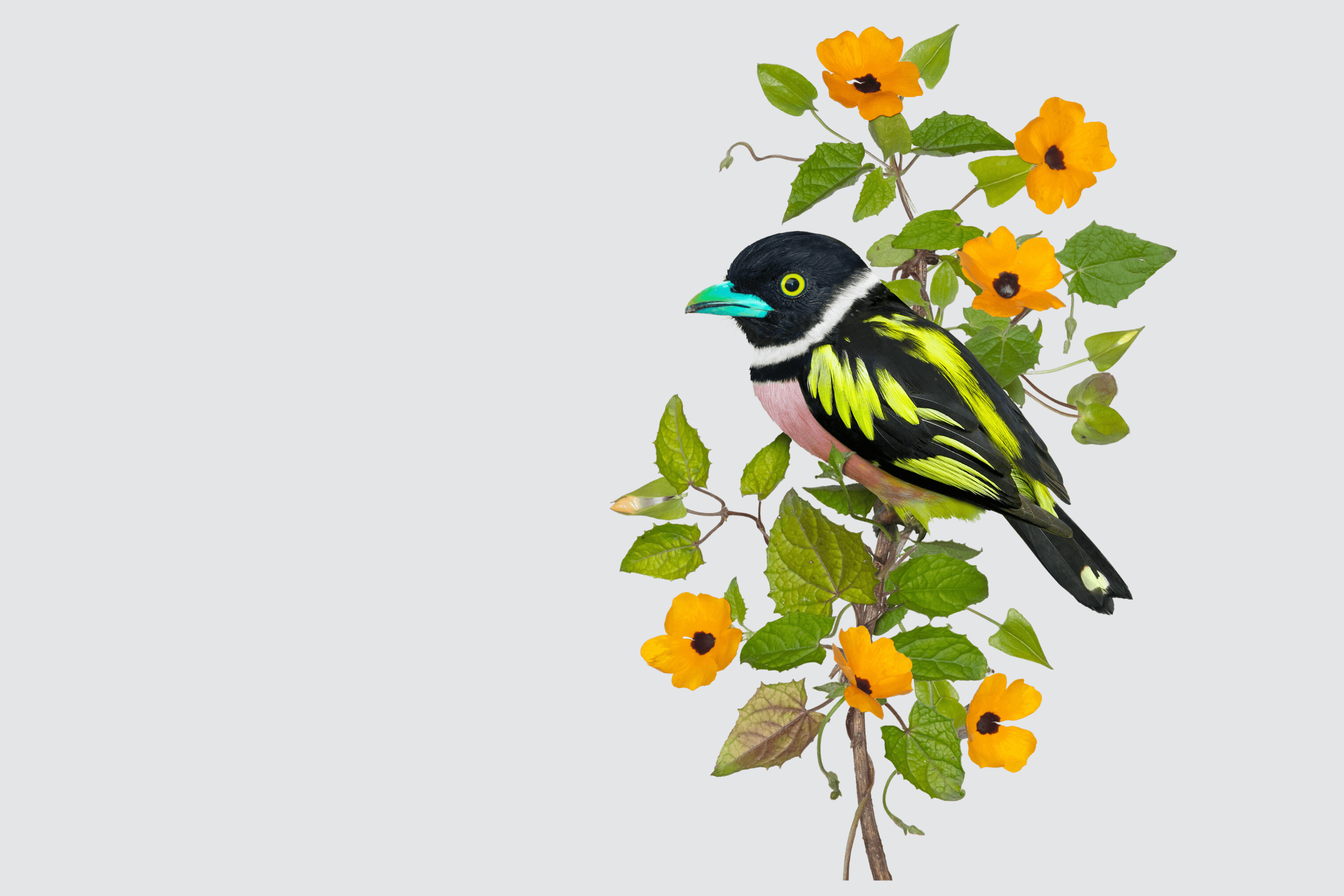 Homage to the Bird | Greg Oakley