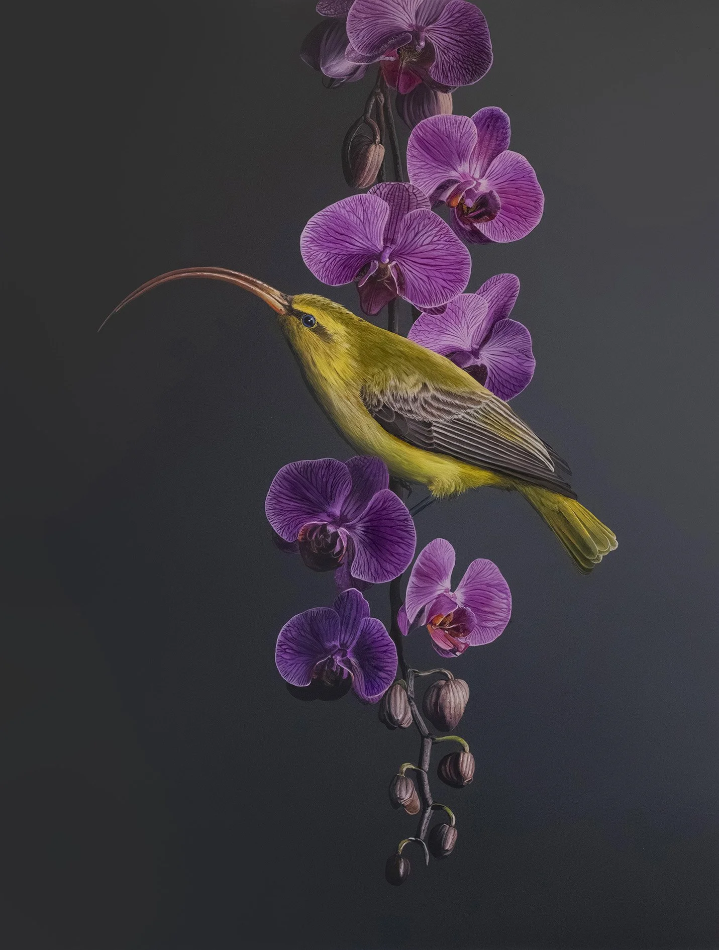 Beautiful Bird Fine Art Original Illustrations | Greg Oakley