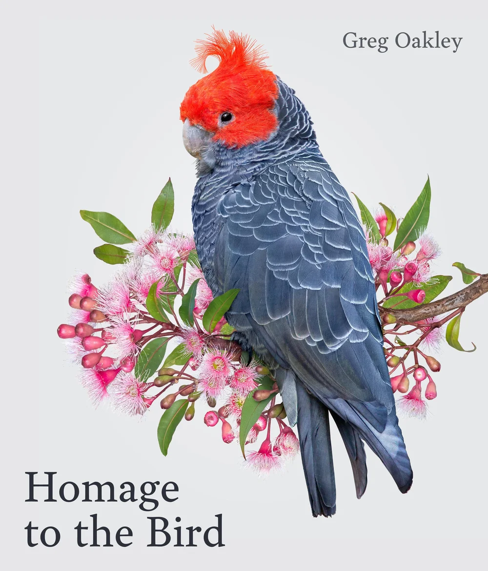 Homage to the Bird | Greg Oakley
