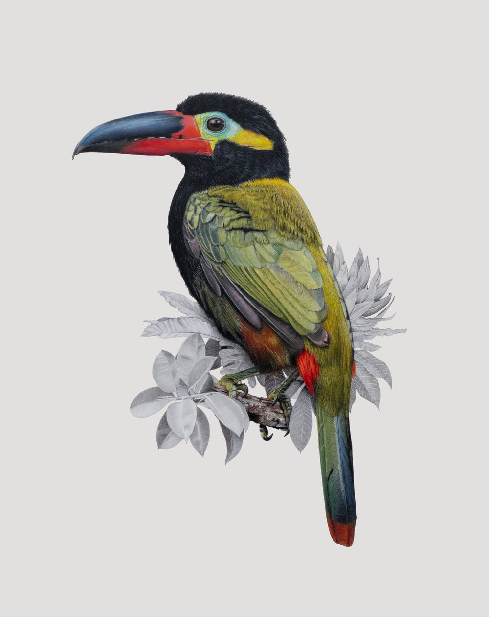Wildlife Fine Art | Australian Artist