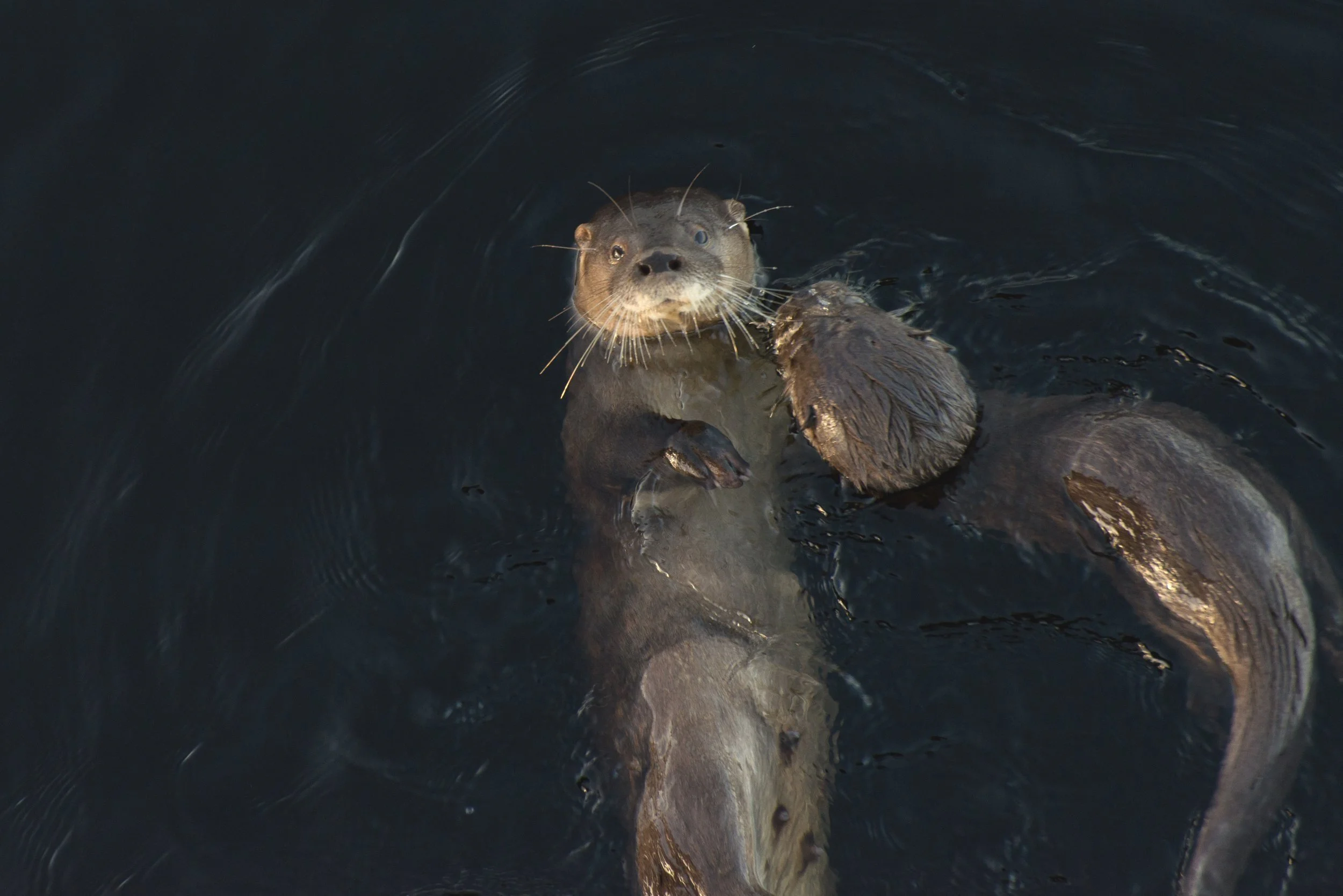 Otters — International Otter Survival Fund