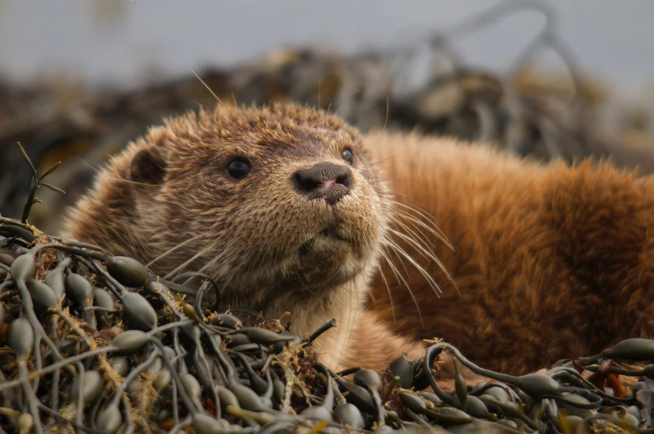 Eurasian Otter — International Otter Survival Fund