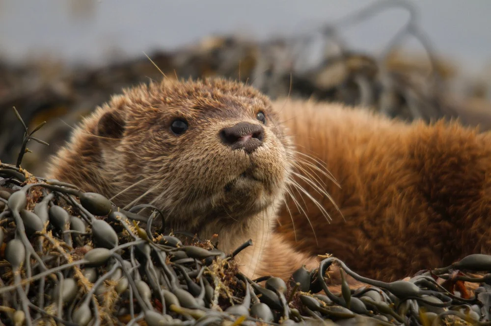 Eurasian Otter — International Otter Survival Fund