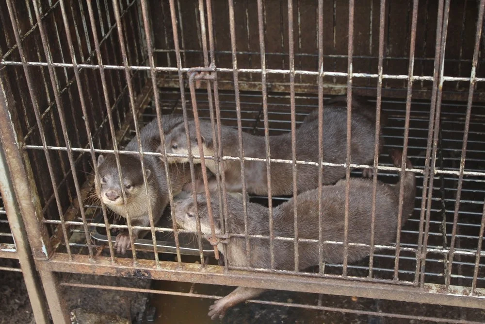 Rehabilitation and Release — International Otter Survival Fund