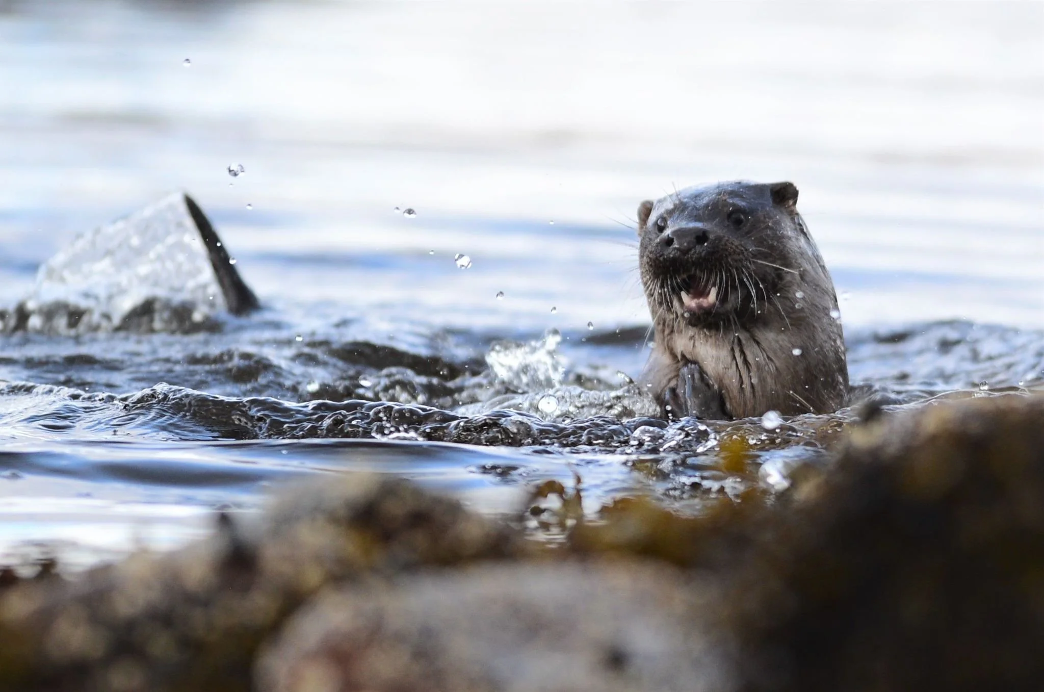 Otters in Africa — International Otter Survival Fund