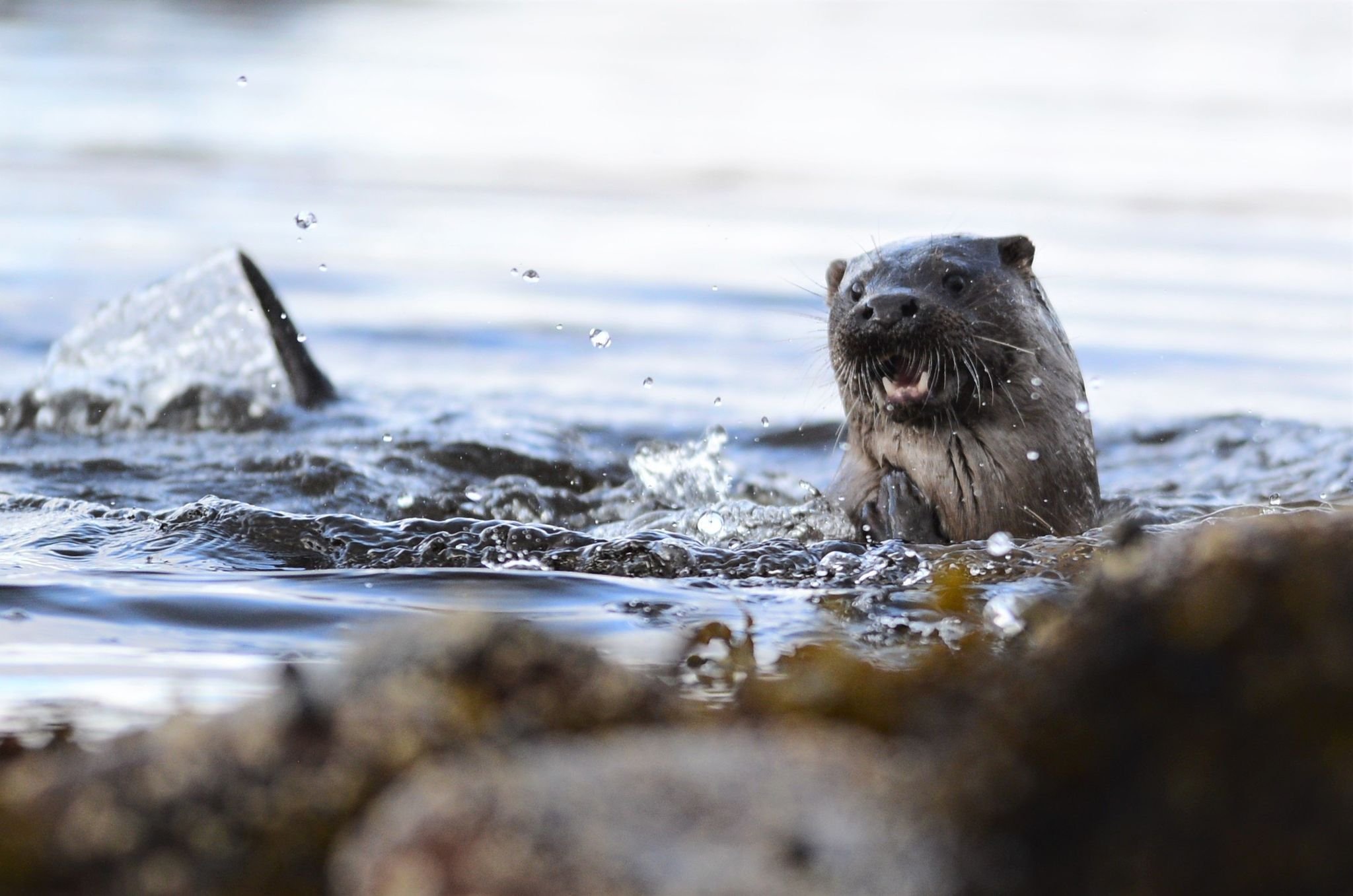 Otters in Africa — International Otter Survival Fund