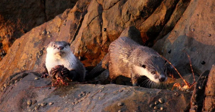 Our Work - World Otter Day — International Otter Survival Fund