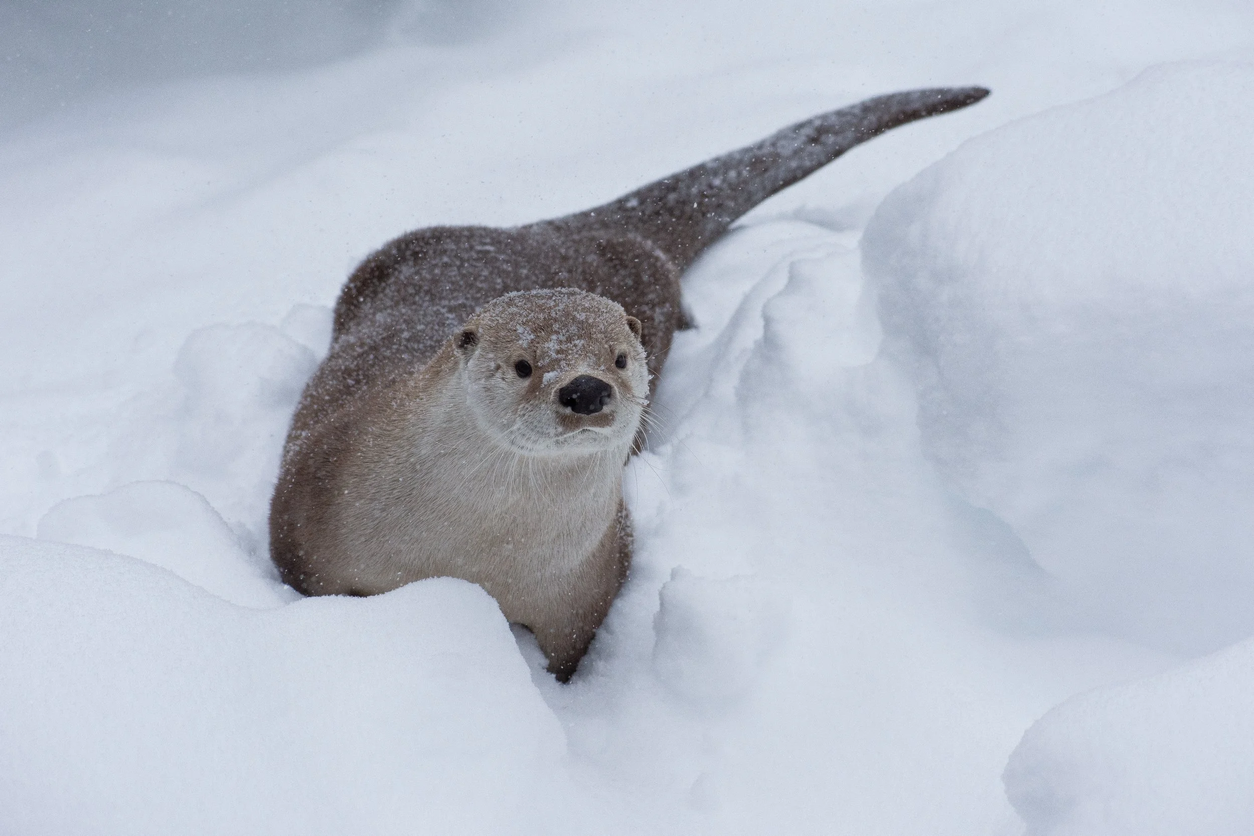 North American River Otter — International Otter Survival Fund