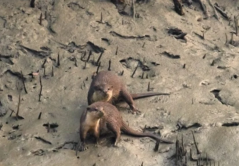 Asian Small-clawed Otter — International Otter Survival Fund