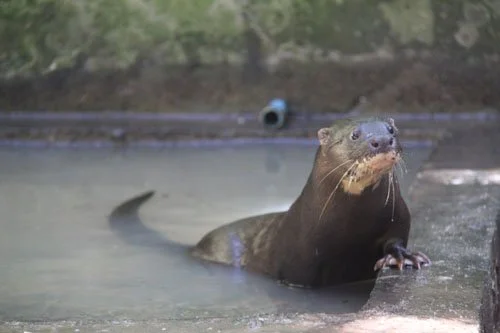 Otters in Asia — International Otter Survival Fund