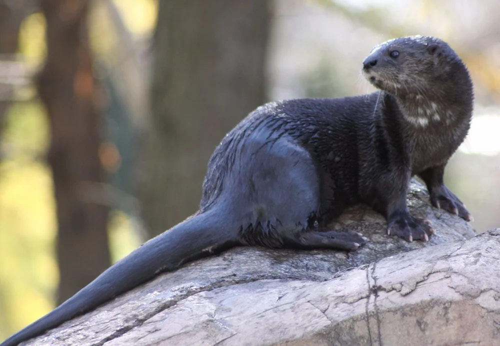Spotted Necked Otter — International Otter Survival Fund
