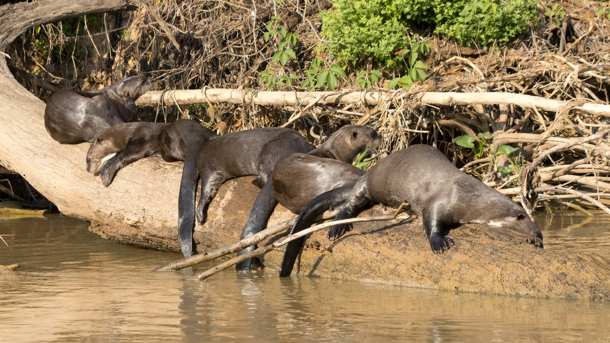 Giant Otter — International Otter Survival Fund