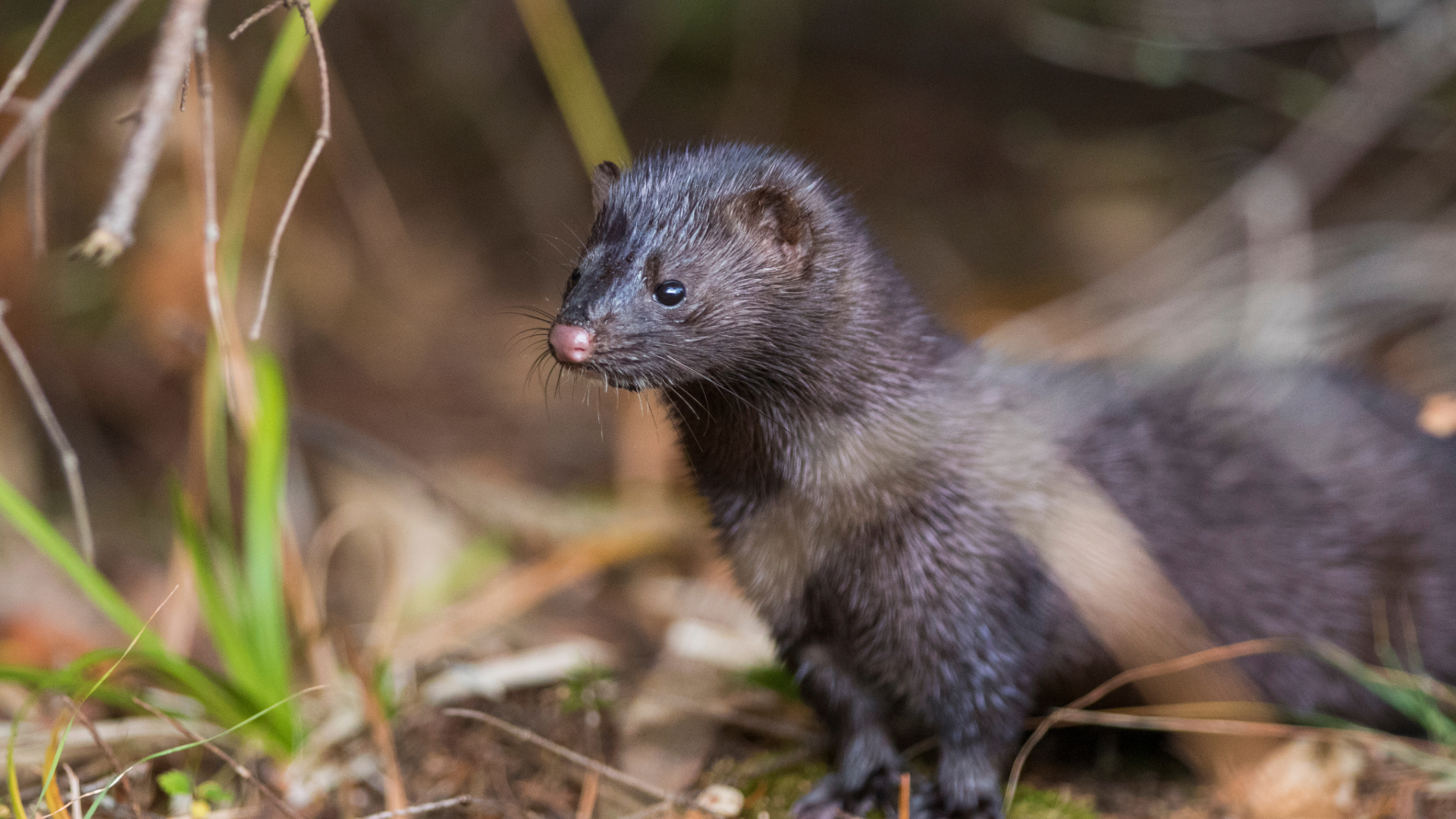 Mustelids — International Otter Survival Fund