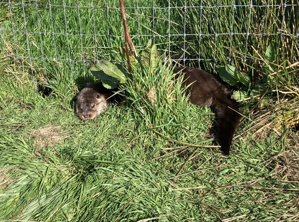 Otters — International Otter Survival Fund
