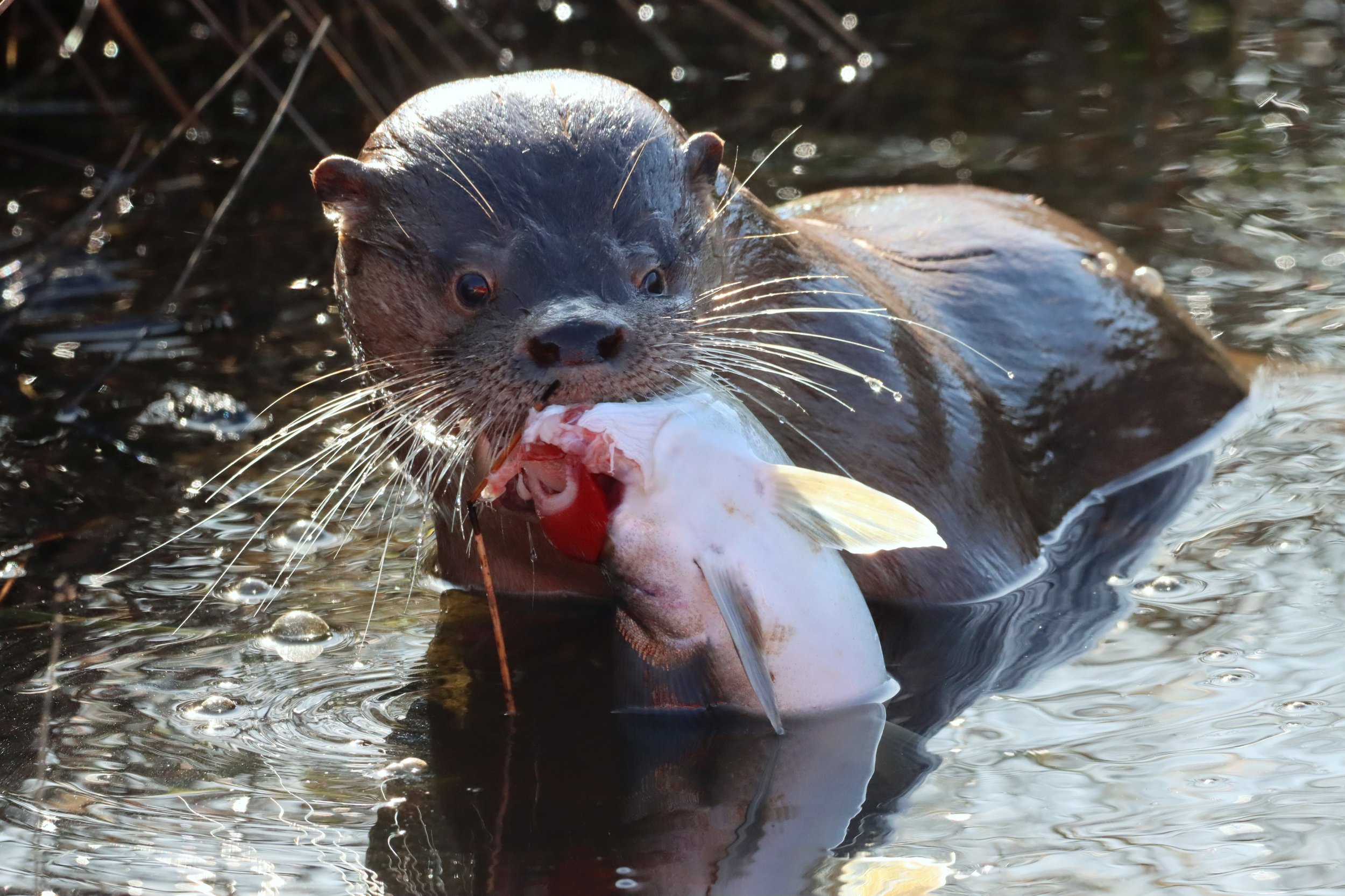 Southern River Otter — International Otter Survival Fund