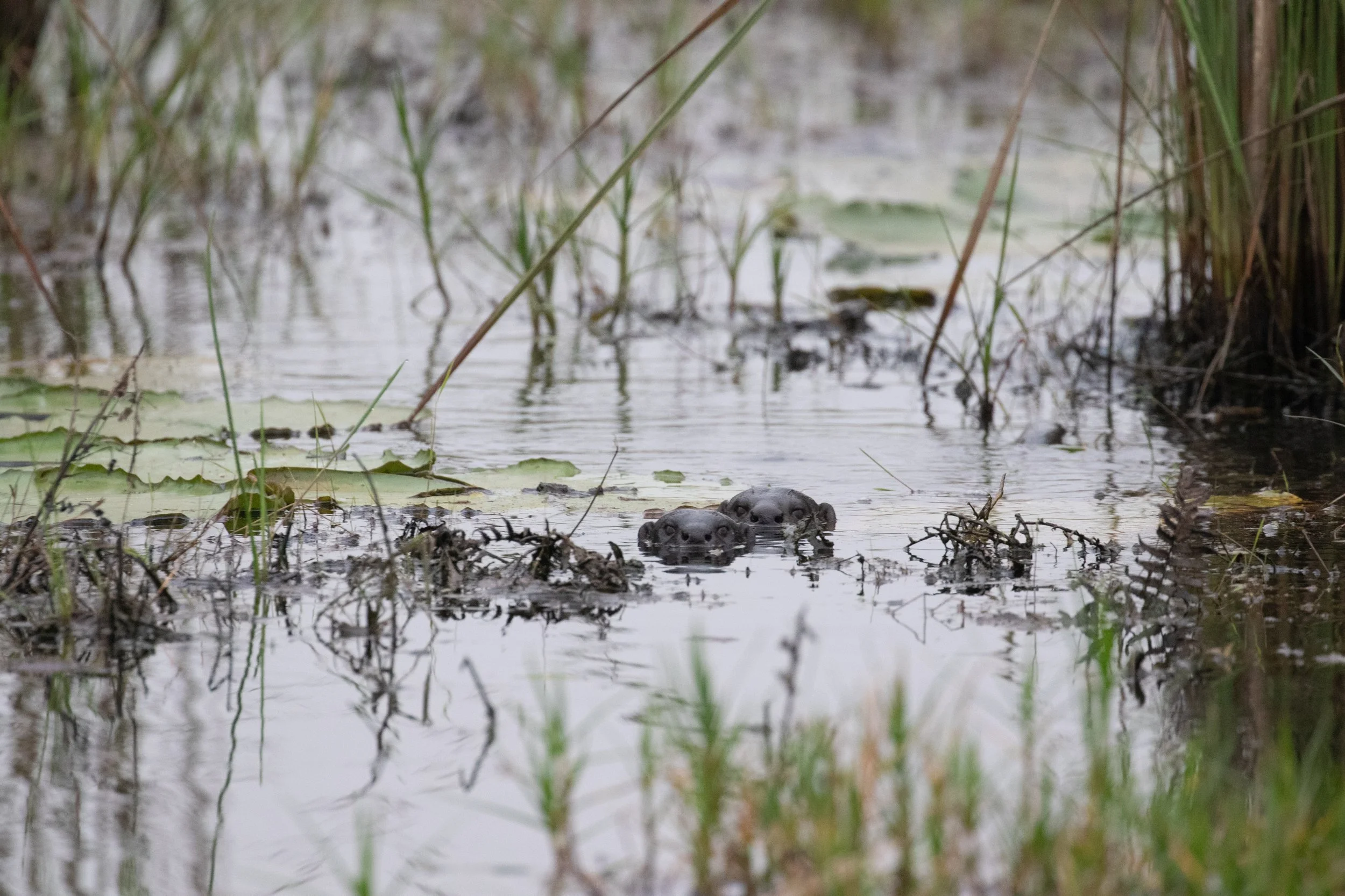 Our work - Threats and Trade — International Otter Survival Fund