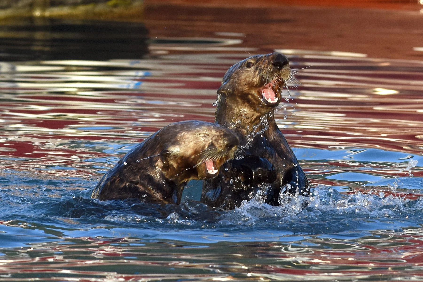 Sea Otter — International Otter Survival Fund